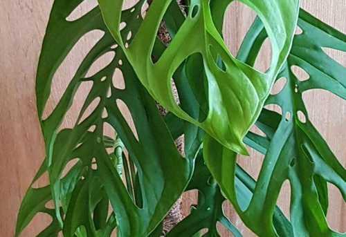 Monstera Esqueleto