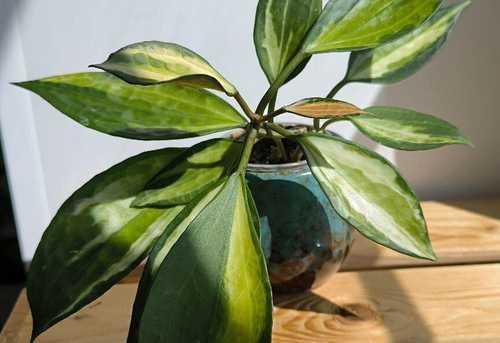 Hoya macrophylla Pot of Gold