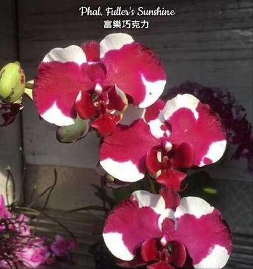 Орхидея Phal. Fuller's Sunshine