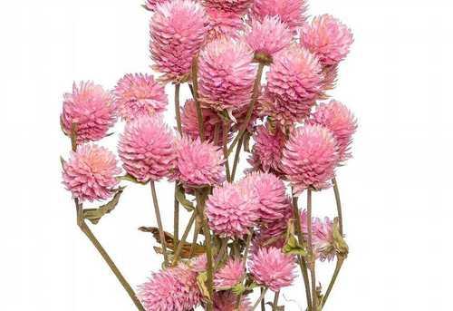 Гомфрена (клевер) розовая сухоцвет (1 пучок)