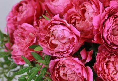 Корзина цветов из 19 садовых роз с фисташкой