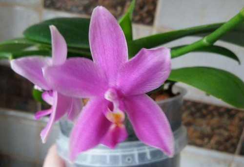 Орхидея Виолацея