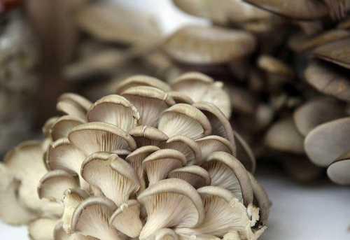От 1 кг семена грибов вешенка