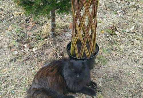 Плетеная ива (Сибирская пальма)