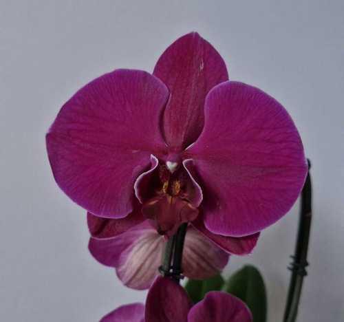 Орхидея фаленопсис на каскаде