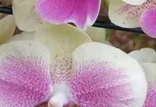 Орхидея фаленопсис Viel тайская