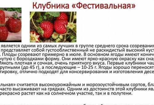 Рассада клубники