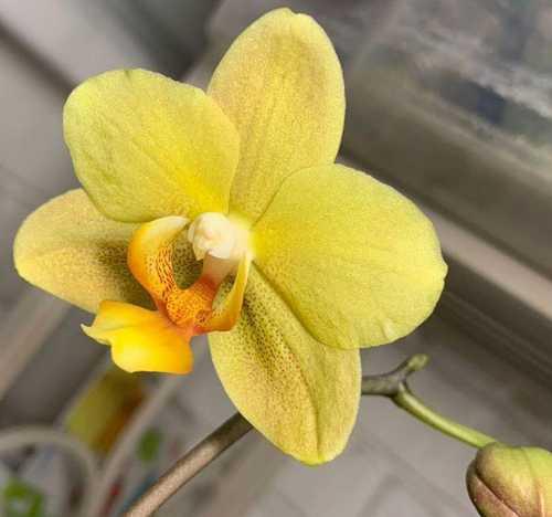 Орхидея Phal.Little Emperor