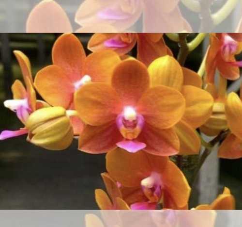 Орхидея Phal. Charming Little Gold