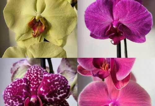 Орхидеи фаленопсис сортовые цветущие