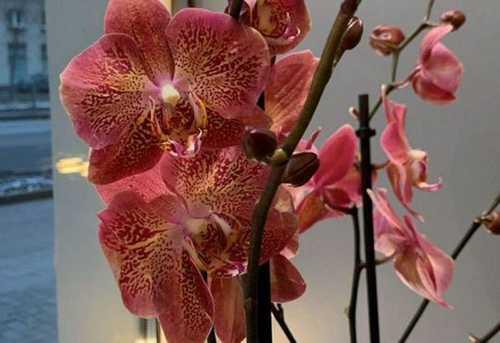 Орхидея фаленопсис Сердце дракона