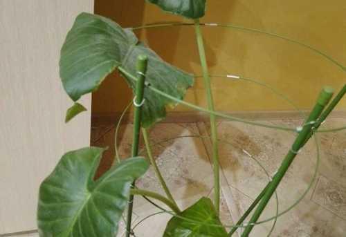 Растение Алоказия крупнокорневая