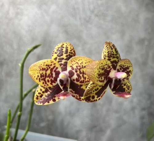 Phalaenopsis zhen min anaconda ‘peter‘