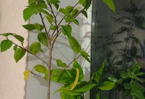 Домашние цветы : китайская роза, денежное дерево