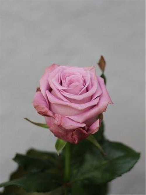 Роза Мери Тим 60см,цветы