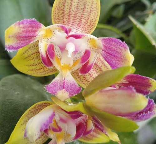 Орхидея фаленопсис пелорик Tying Shin Phoenix