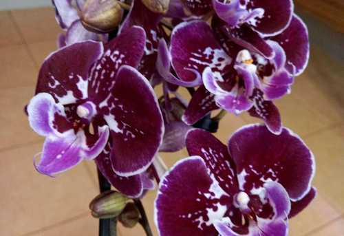 Орхидея фаленопсис биг лип Purple Fairy