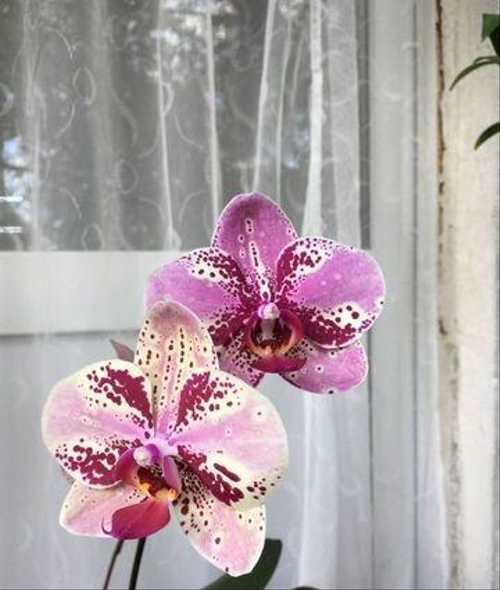 Орхидея фаленопсис Фронтера / Frontera