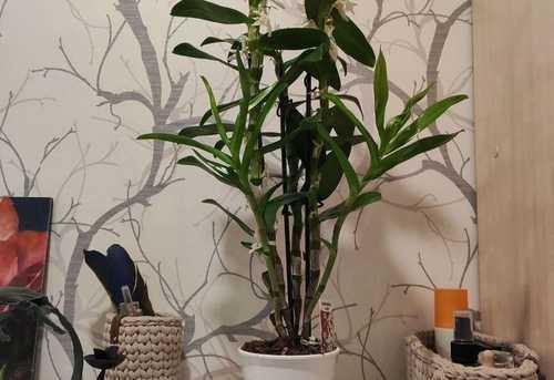 Орхидея Дендробиум Нобиле белый