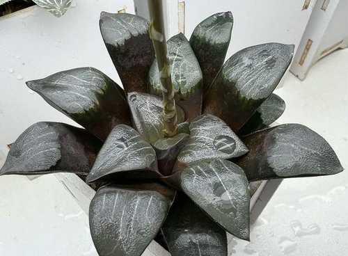 Haworthia Хавортия bayeri