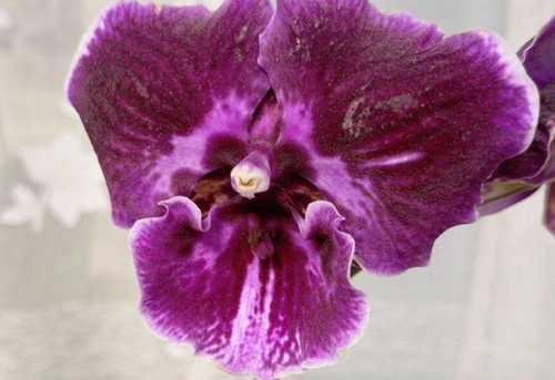 Орхидея фаленопсис Абба
