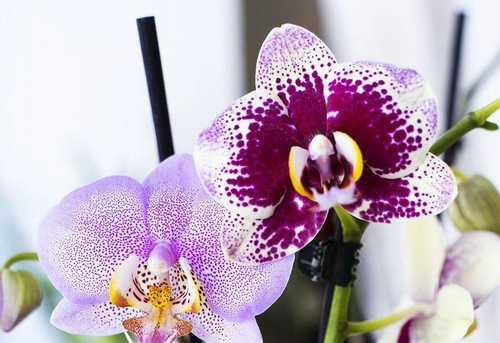 Орхидея фаленопсис сортовые цветущие