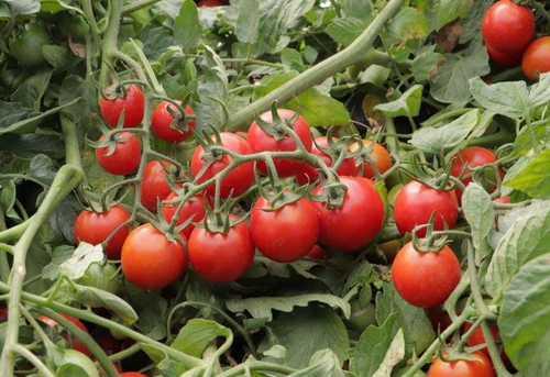 Семена томатов суржик F1