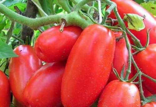 Семена вкуснейших томатов и перцев