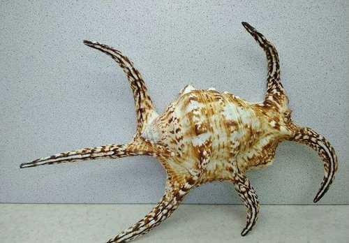 Ламбис Ширагра 24,7 морская ракушка раковина