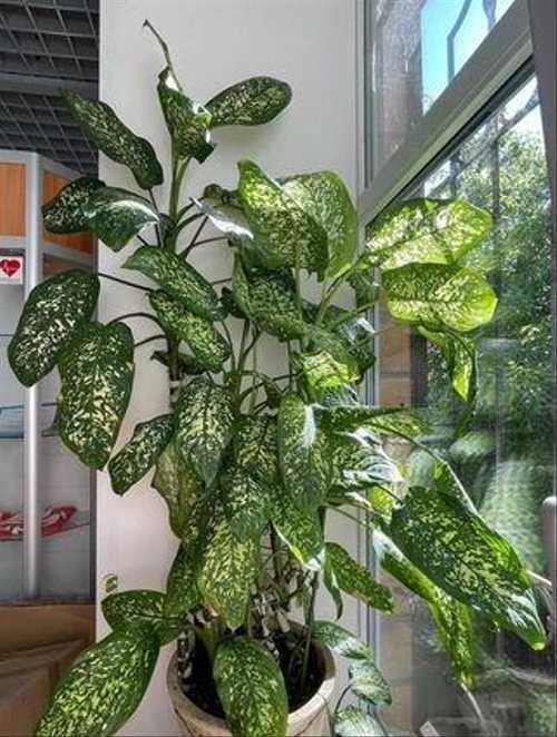 Диффенбахия взрослая, крупное растение в офис