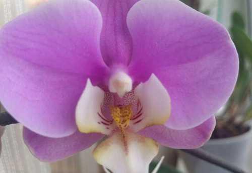 Орхидея фаленопсис Tasuco Anna