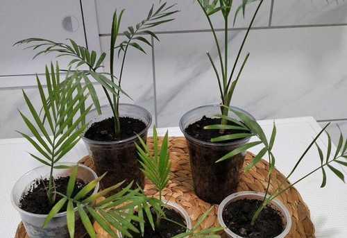 Комнатные растения хамедория