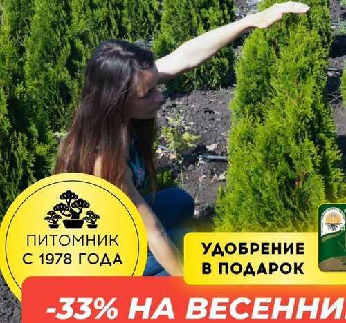 Туя,Туи Смарагад 1,5 м