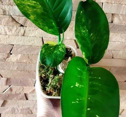 Диффенбахия Dieffenbachia Amoena var