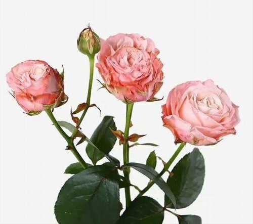 Роза Мадам Бомбастик (60 см.)