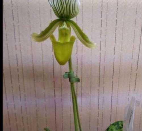 Орхидея Пафиопедилум мауди Фемма