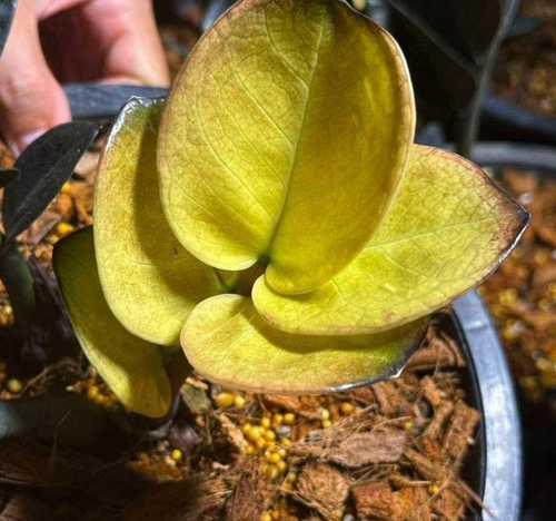 Замиокулькас Big Round leaf Black Akebono