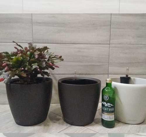 Горшок лечуза