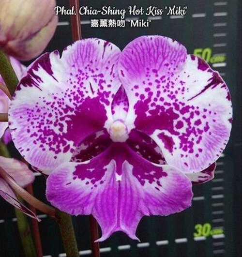 Предзаказ орхидея Phal. Chia-Shing Hot Kiss 'Miki'