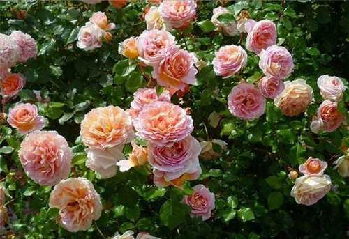 Розы Абрахам Дерби
