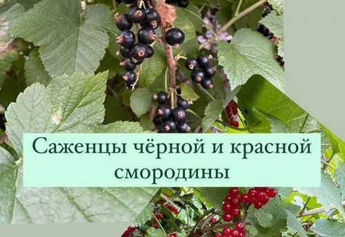 Саженцы красной и черной смородины