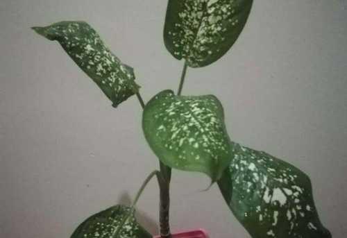 Растение Диффенбахия пятнистая