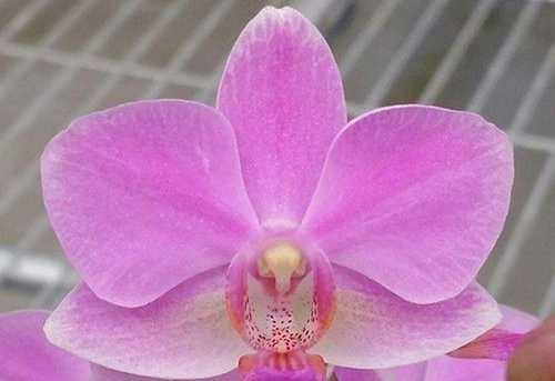 Орхидея Phal. Hatuyuki 'Pink'