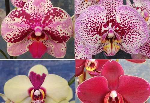 Орхидея фаленопсис сортовая отцвели