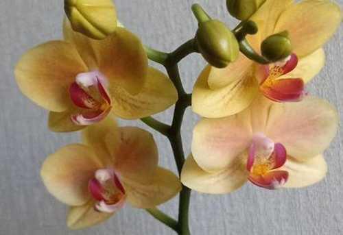 Орхидея фаленопсис Sweet girl