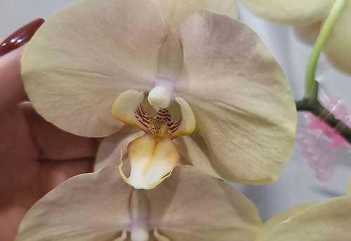 Орхидея фаленопсис Карина