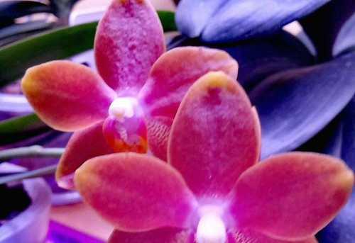 Орхидея мультифлора, рыжая