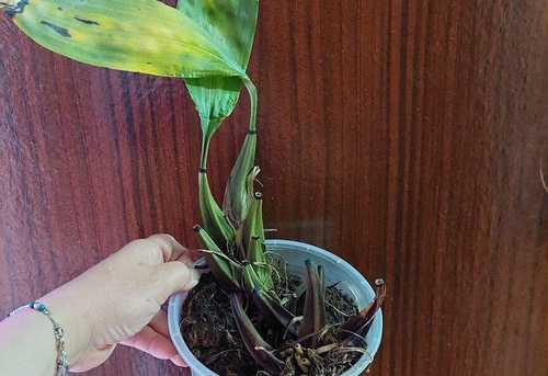 Орхидея природник Bifrenaria inodora