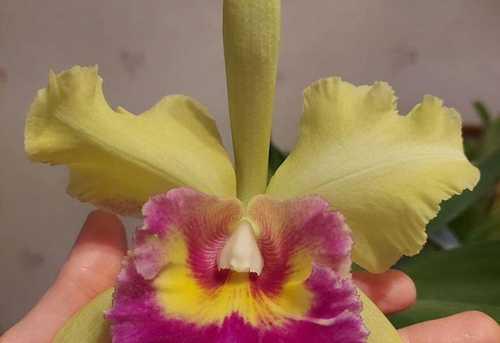 Орхидея каттлея Blc.Young Kong San