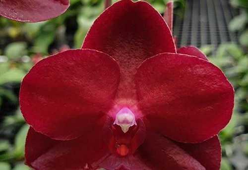 Орхидея Phal. Haur Jih Fancy 'A06669'